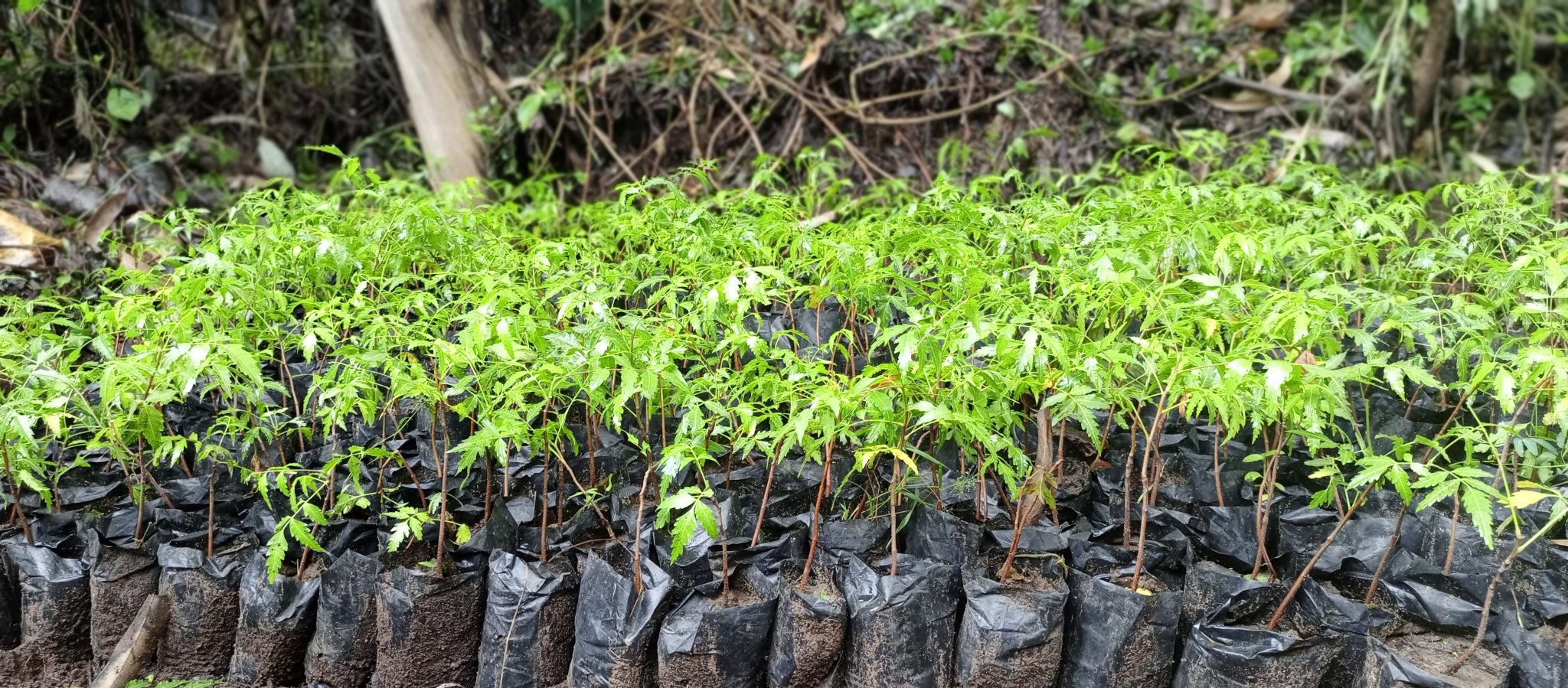 Community-led conservation - Transformative Pathways