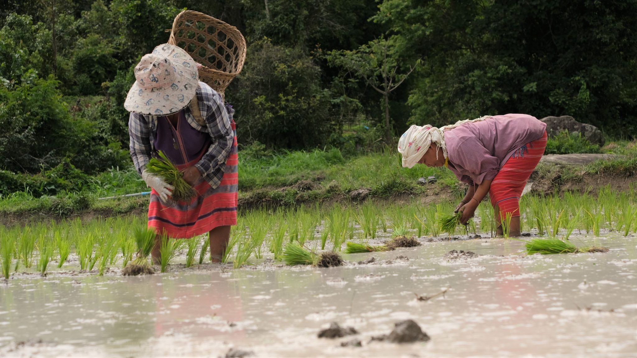 Forest Peoples Programme (FPP) - Transformative Pathways